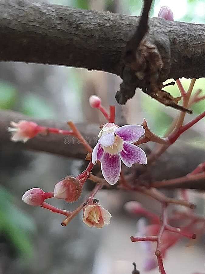 Star fruit tree flowers. stock image. Image of bloom - 202061225