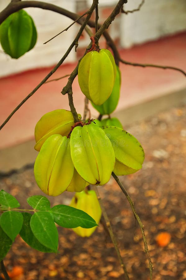 Star Fruit on a tree stock photo. Image of nutrition - 156850254