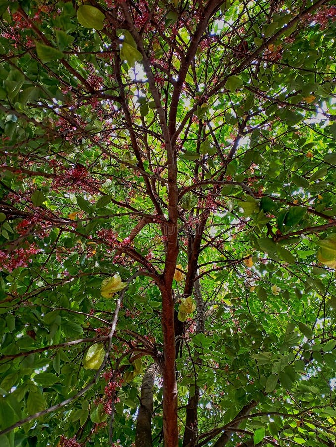 Star Fruit Tree Photographed from Below Stock Photo - Image of tree ...