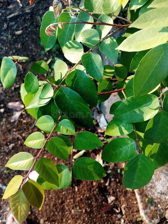 Star Fruit Tree Star Fruit Leaf Carambola Stock Image - Image of star ...