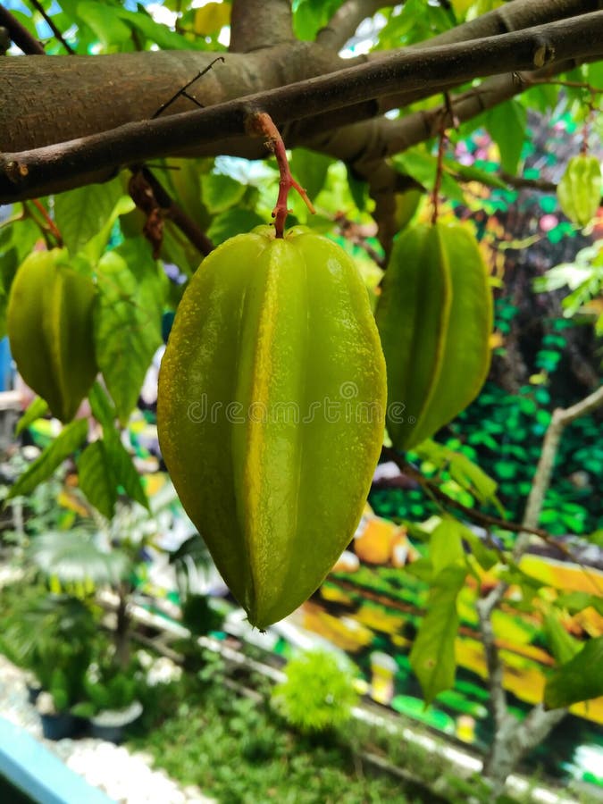 Star fruit on the tree stock photo. Image of forest - 181642324