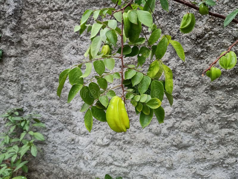 Star fruit tree stock photo. Image of tree, still, fresh - 155739382