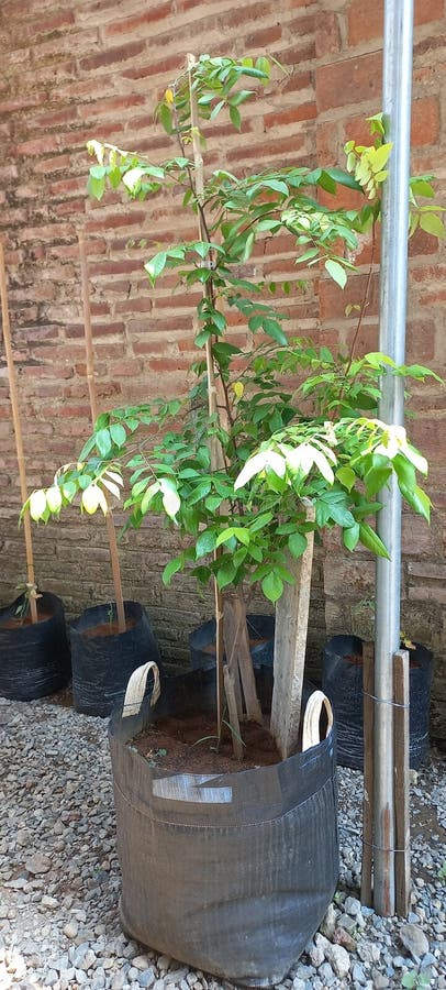 Fruit Tree Tabulampot Stock Photos - Free & Royalty-Free Stock Photos ...