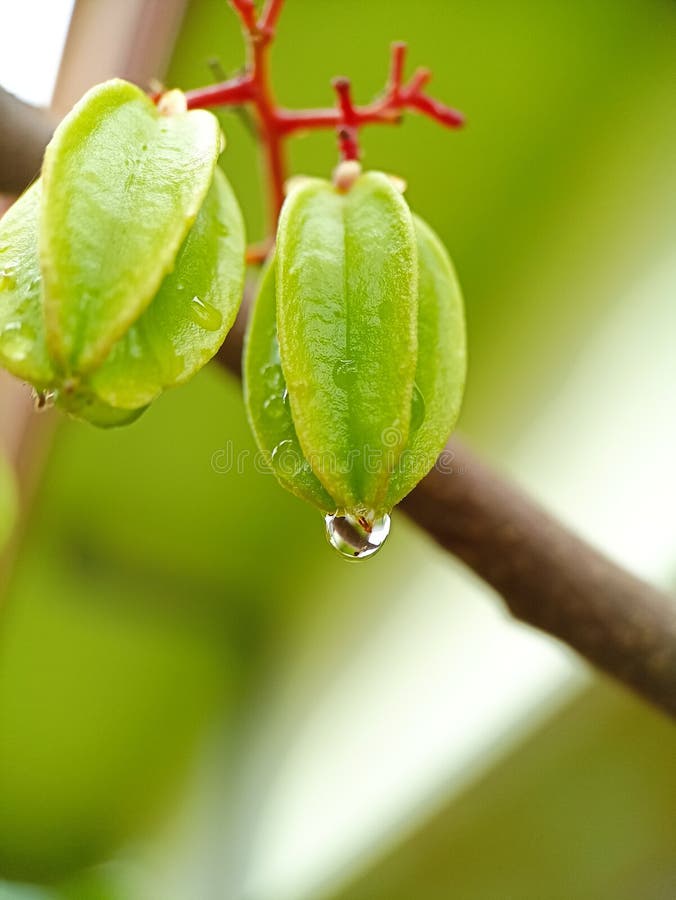Star Fruit, Tropical Fruit, Belimbing Stock Photo - Image of shrub ...