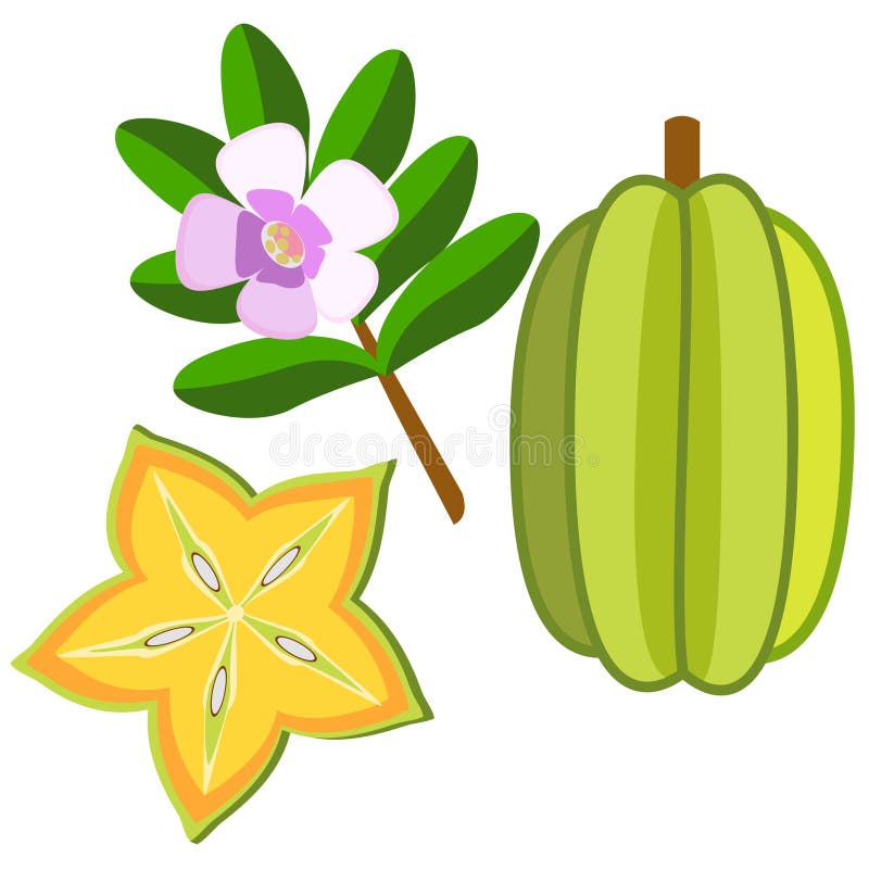 Star fruit vector design stock vector. Illustration of design - 371735281
