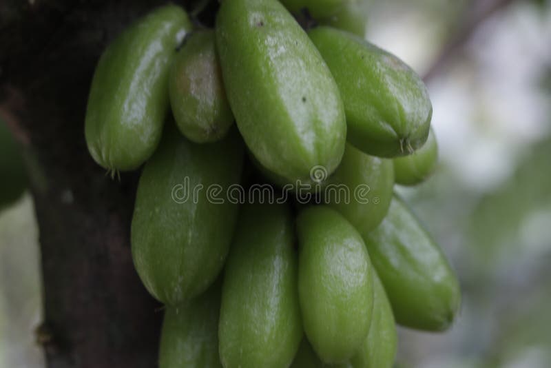 Star fruit stock image. Image of bred, gourd, leaf, produce - 228991437