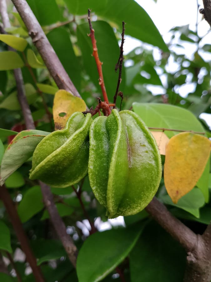 Star fruit is very sweet stock photo. Image of branch - 341606894