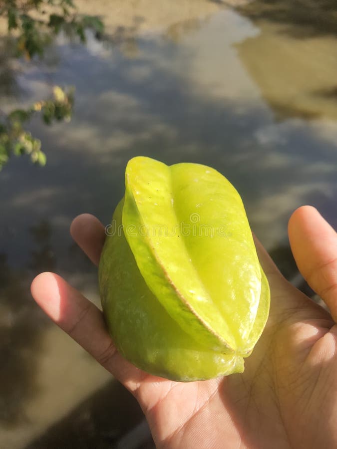 Star Fruit Will Be Harvested when it is Not yet Very Ripe Stock Photo ...