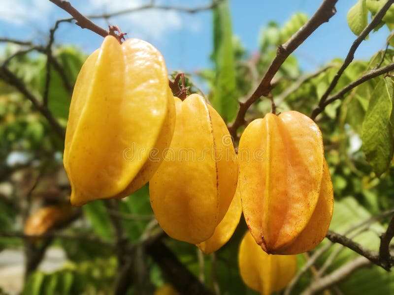 Star Fruits are Riped on Its Tree Stock Image - Image of farmer ...