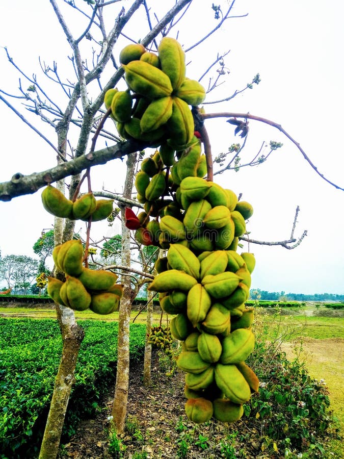 Star Fruits on the Tree Like Pea Stock Image - Image of fruits, star ...