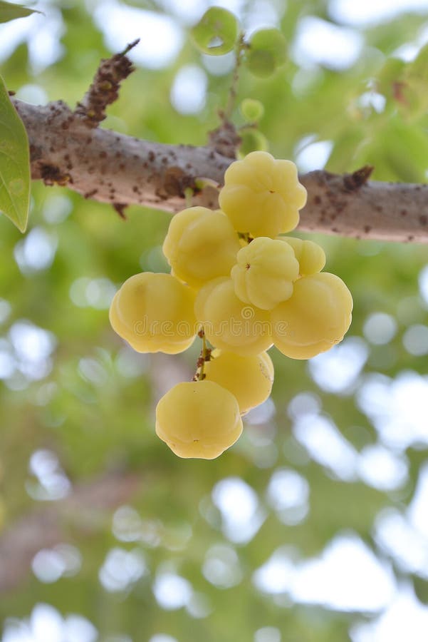 Star gooseberry stock photo. Image of closeup, fruit - 183528624