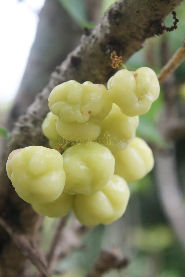 Star gooseberry stock photo. Image of phyllanthus, citrus - 36467088