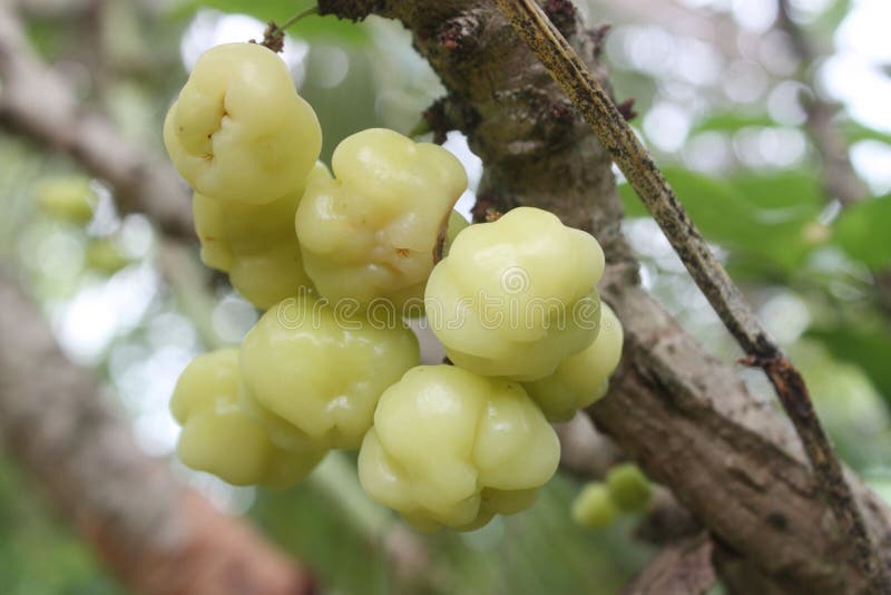 Star gooseberry stock photo. Image of phyllanthus, citrus - 36467088