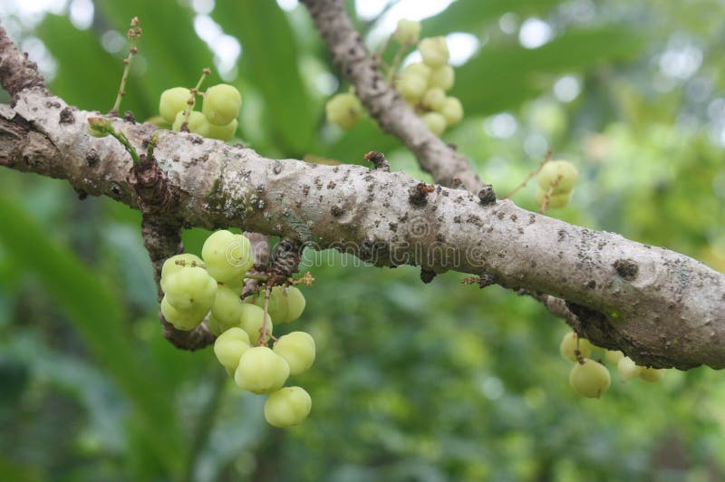 Star gooseberry stock photo. Image of phyllanthus, citrus - 36467088