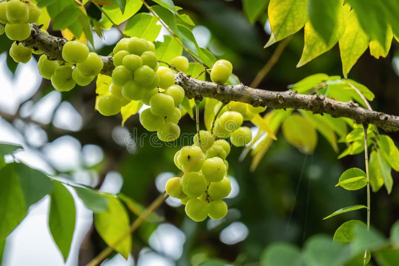 Star gooseberry stock photo. Image of small, background - 25377436