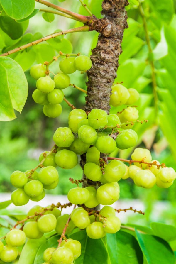 Star gooseberry stock photo. Image of herbal, green, groups - 46781084