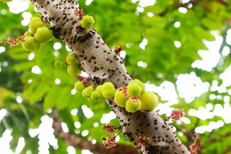 Star Gooseberry on Tree stock image. Image of group, natural - 26508909