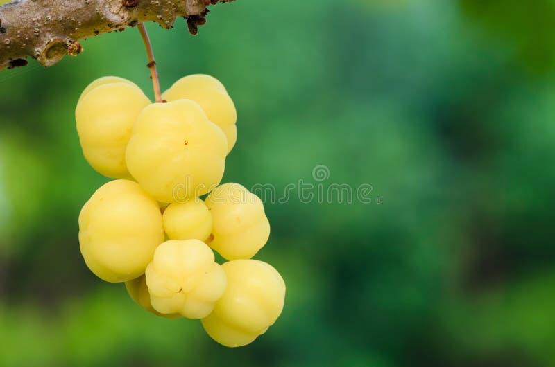 Star gooseberry on tree stock image. Image of group, asian - 39126059
