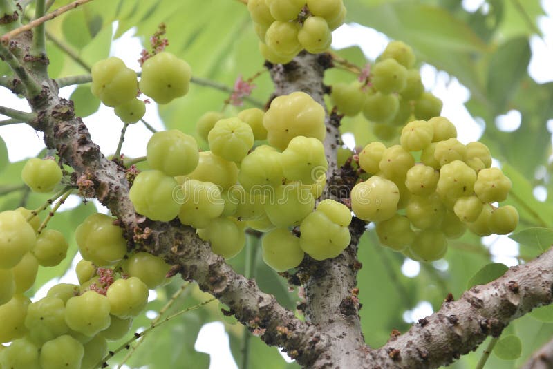 Star gooseberry on tree stock photo. Image of gooseberry - 183533326