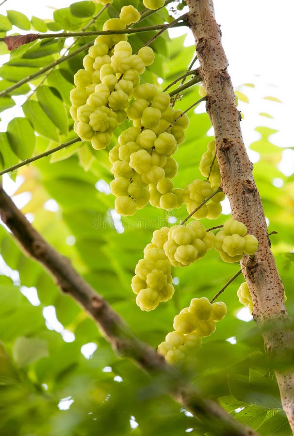 Star gooseberry on tree. stock image. Image of full, freshness - 49500119