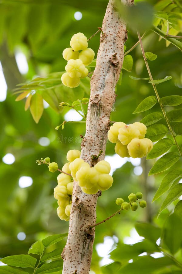 Star gooseberry on tree. stock image. Image of native - 49500169