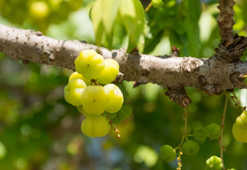 Star gooseberry on tree stock image. Image of detail - 50516795