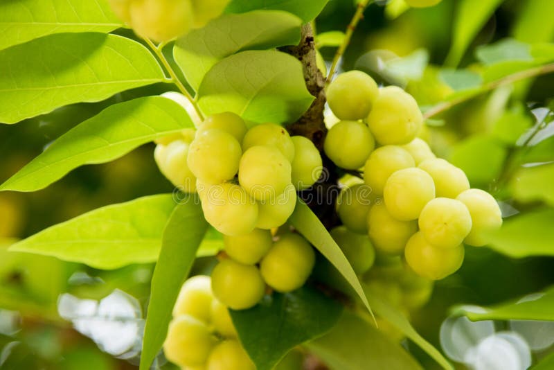 Star gooseberry on tree stock photo. Image of acidus - 94572238