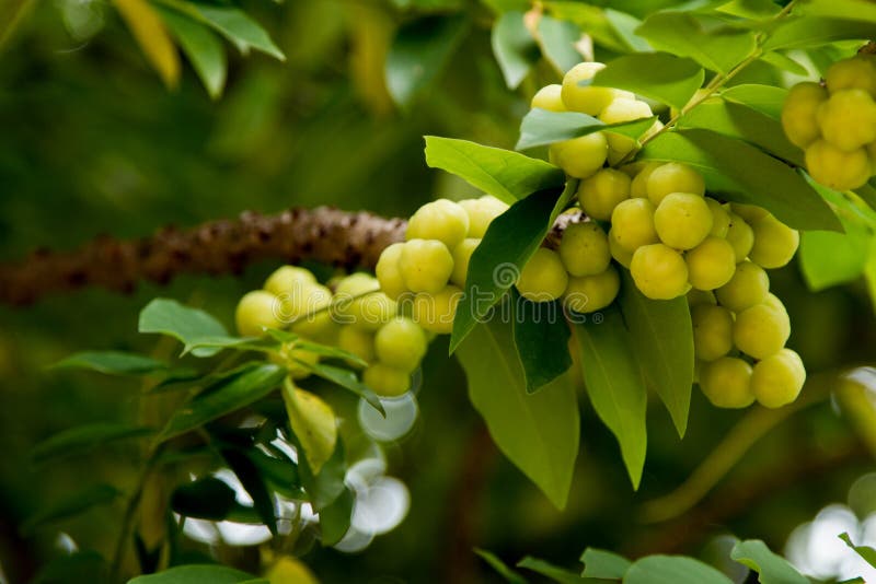 Star gooseberry on tree stock image. Image of phyllanthus - 94572287