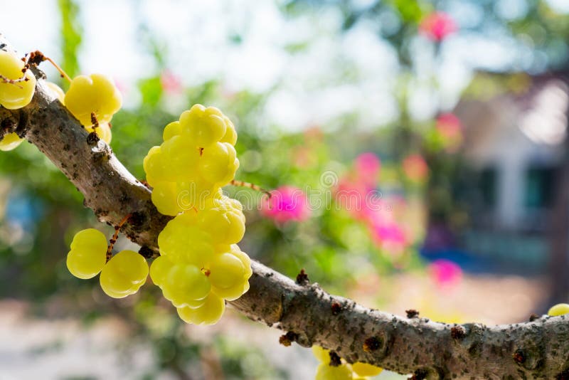 Star Gooseberry Tree in Garden,Phyllanthus Acidus Stock Photo - Image ...