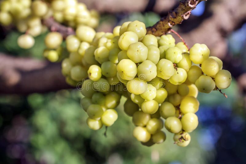 Star Gooseberry on Tree with Green Leaf Background Stock Photo - Image ...