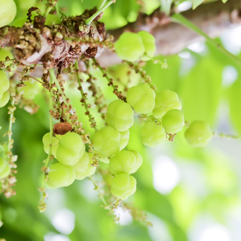 Star gooseberry on tree. stock photo. Image of mini, freshness - 50445462