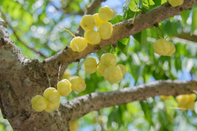 Star gooseberry on tree stock photo. Image of green, acid - 45873524