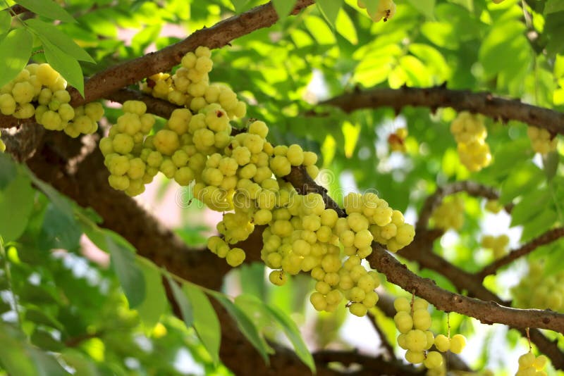 Star Gooseberry on Tree - Image Stock Photo - Image of ingredient ...