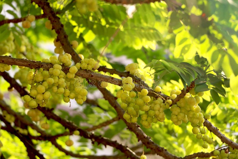 Star Gooseberry on Tree - Image Stock Photo - Image of branch, growth ...