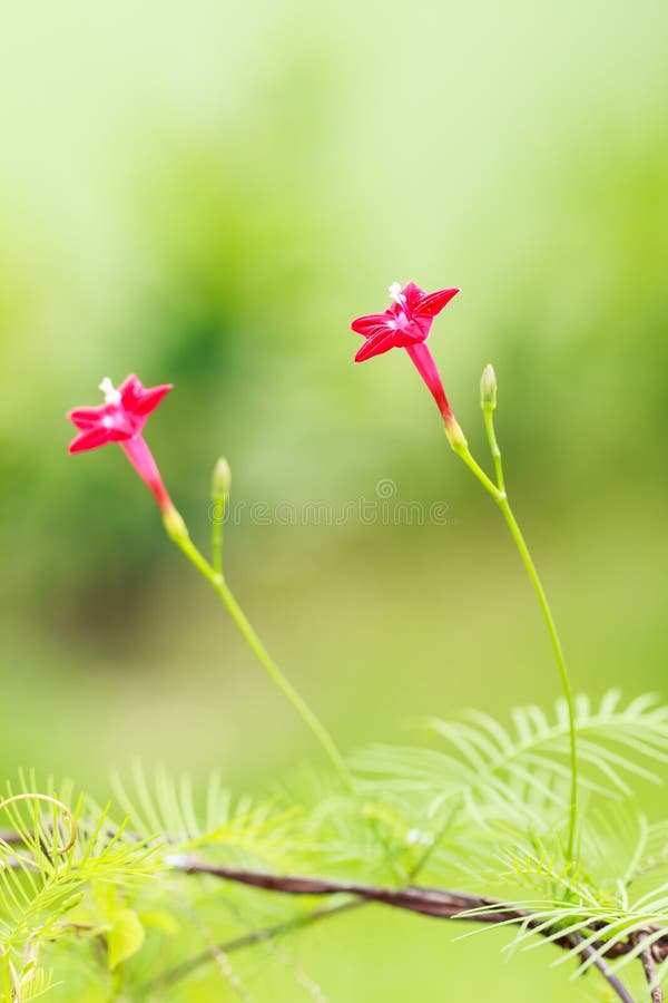 Star Ipomoea is Tiny Red Flowers Star-shaped and Vine. Stock Photo ...