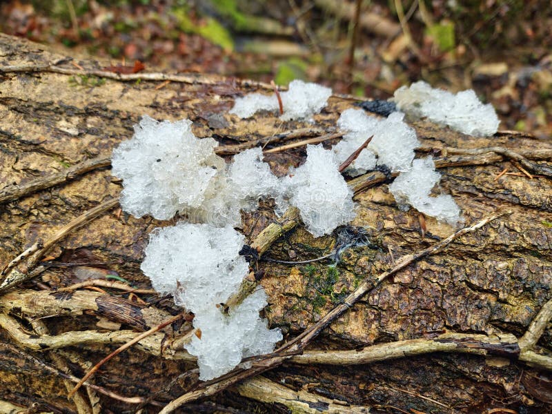Star Jelly on a Tree in a Forest Stock Photo - Image of heron, gelatin ...