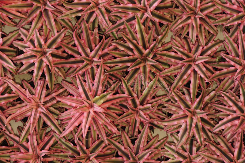 Star Leaf stock image. Image of fresh, blossom, life - 10401781