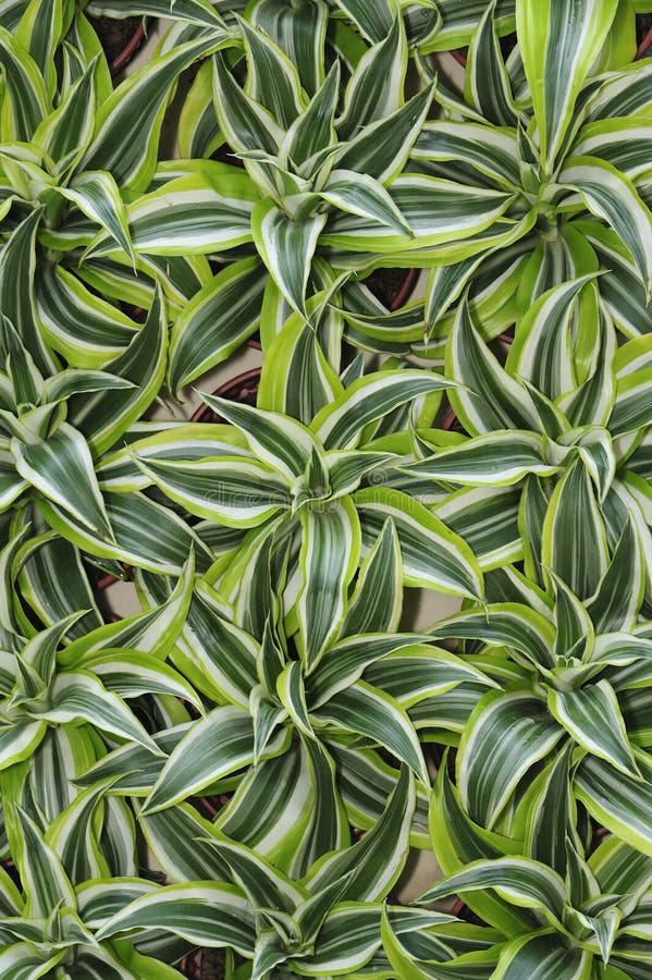 1,200+ Star leaf Free Stock Photos - StockFreeImages