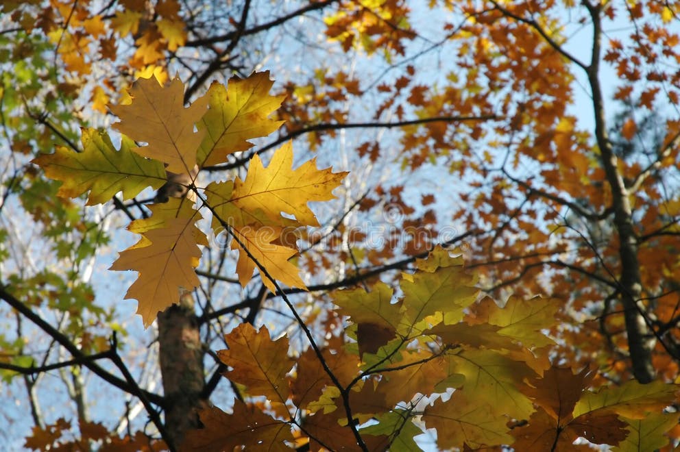 Star from leaves (autumn) stock image. Image of golden - 319335