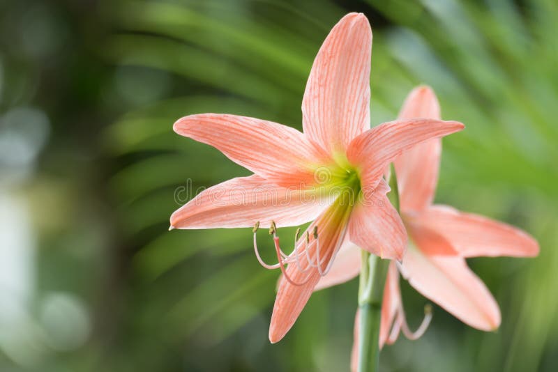 Star Lilies stock image. Image of green, peaceful, nature - 72245553