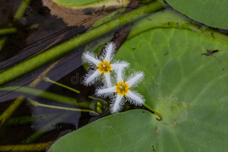 Star Lotus flower stock photo. Image of beauty, flora - 44994436
