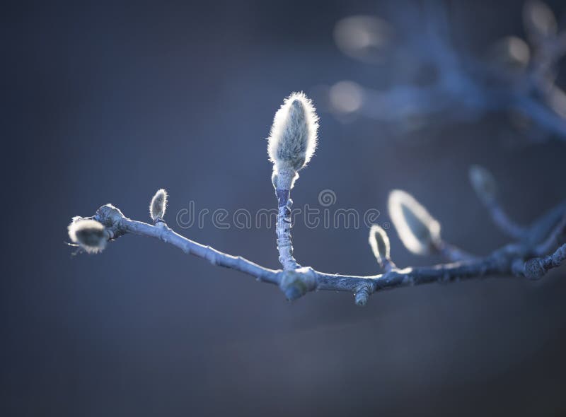 Star Magnolia Buds stock photo. Image of nature, spring - 101398400