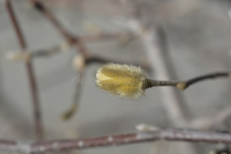 Star magnolia stock image. Image of branch, stellata - 308801533