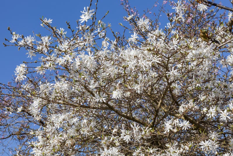 Star Magnolia Flowers in Early Spring Stock Image - Image of park ...