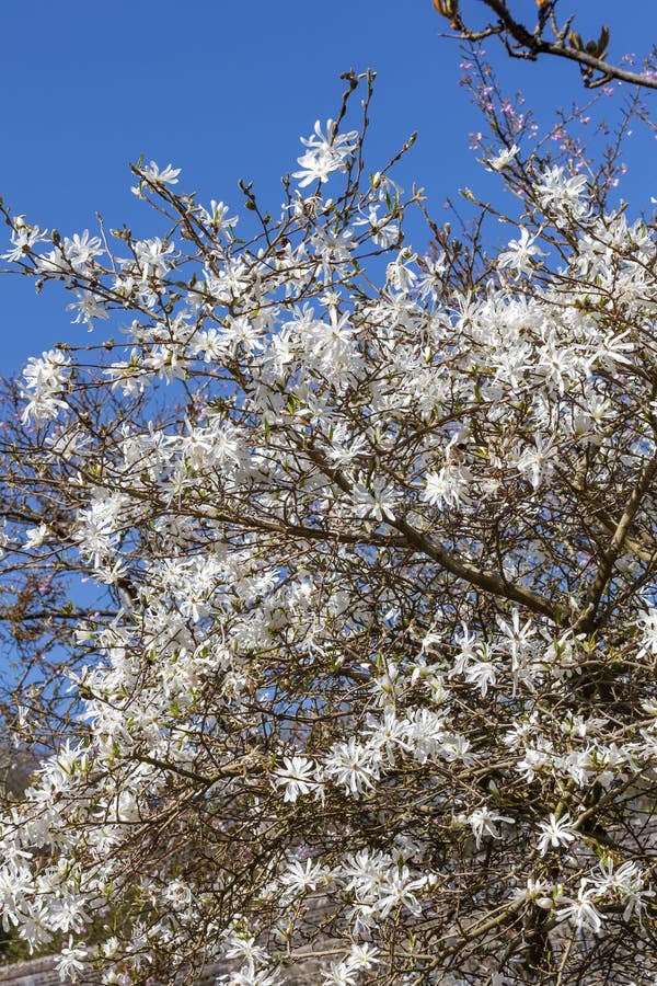 Star Magnolia Magnolia Stellata Stock Photo - Image of beauty, petal ...