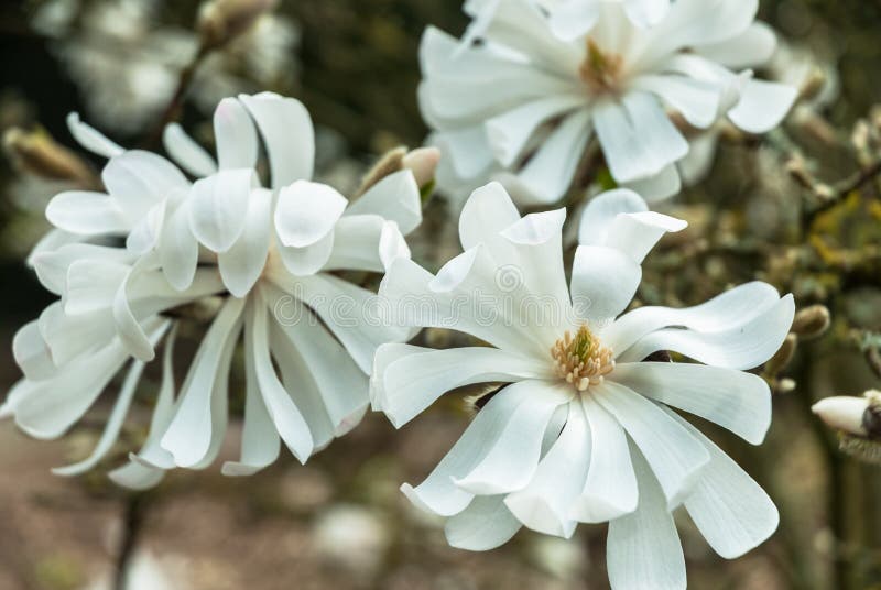 Star Magnolia stock image. Image of tree, macro, flower - 53822367