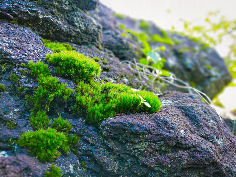 Star Moss Growing on a Rock Stock Photo - Image of moss, star: 275385354