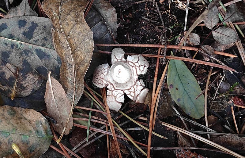 Star mushroom stock image. Image of plant, pine, nature - 234111859