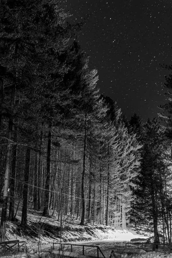 Star Night in the Middle of the Forest in Greyscale Stock Image - Image ...
