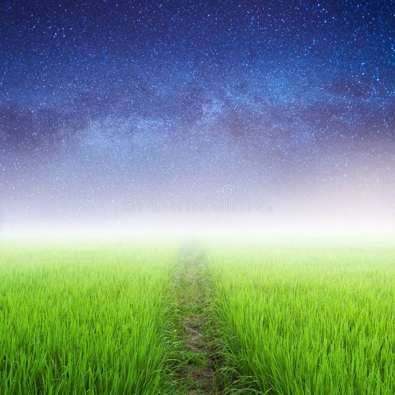 Star Night and Way in Green Rice Fields Stock Photo - Image of farming ...